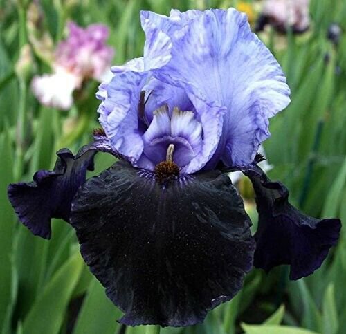 Iris Germanic Tall Bearded Blue Dangerous Mood (1) Live Plant Bulb ...