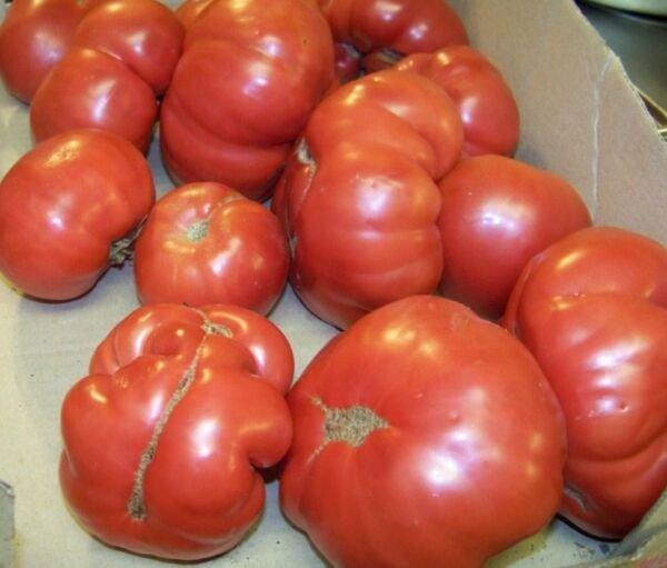 Tomato Rutgers Heirloom 42 Seeds Garden Home