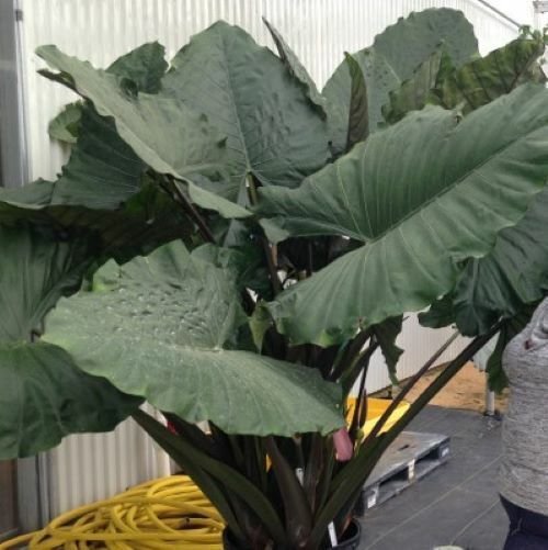 Sumo Alocasia Elephant Ear Rooted Starter Plants Garden Home