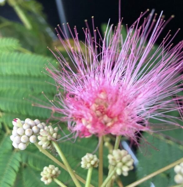 Powder Puff Pink Tree Live Plant Rose Garden Home