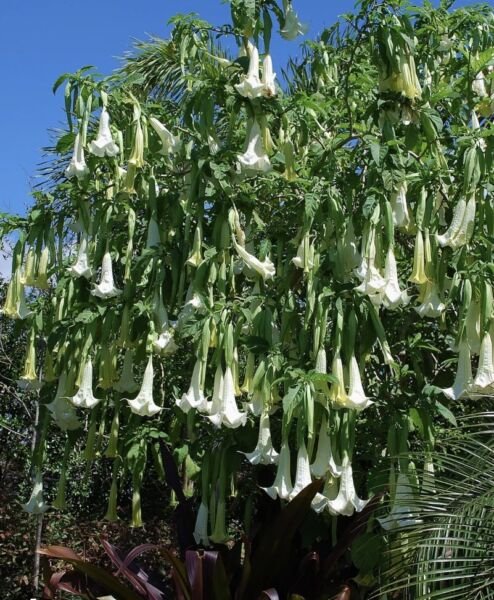 Giant White Brugmansia Angel Trumpet 3 Cuttings Angels Fragrant White ...