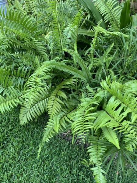 Giant Sword Fern Beautiful Organic 3 Roots . No Leave . 5 ”Long ...