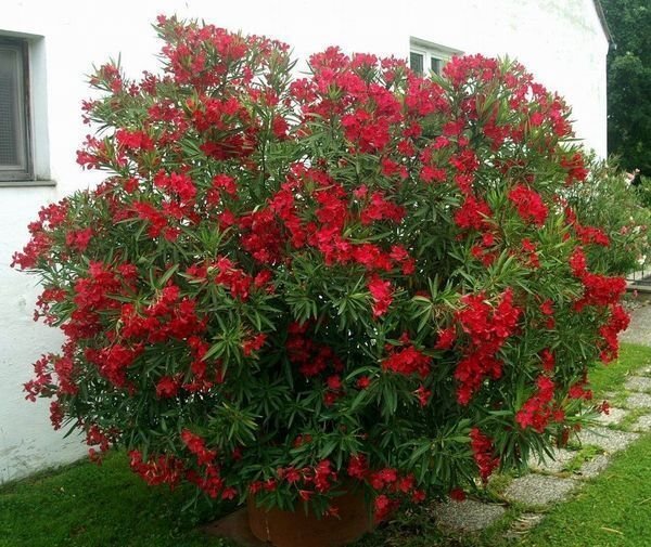 Dwarf Red Nerium Oleander Small Starter Plant Blood Red Blooms Garden Home