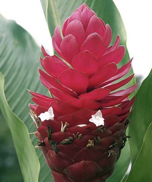 Dwarf Red Ginger Alpinia Purpurata Live Plant Garden Home