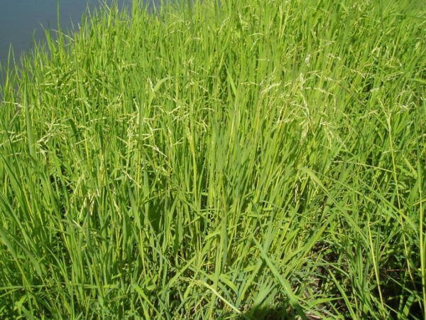 Bareroot Leersia Oryzoides Rice Cut Grass Wetland Restoration Native ...