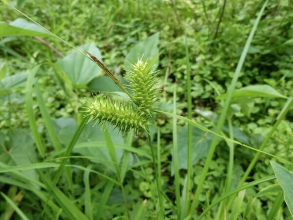 Bareroot Carex Lurida Shallow Sedge Wetland Restoration Live Plant ...