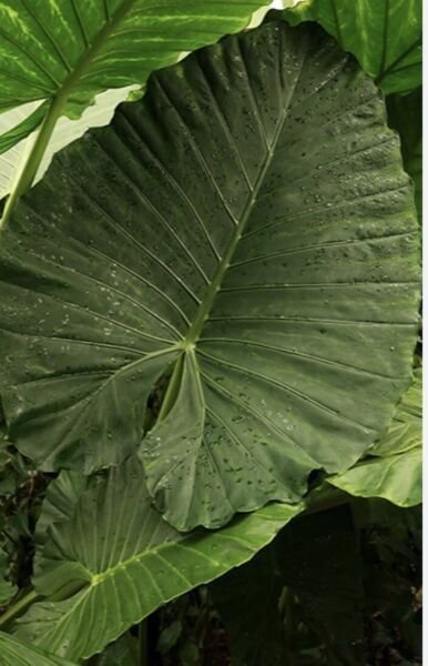 Alocasia Sumo Elephant Ear Rooted Starter Plant Colocasia Giant Garden Home
