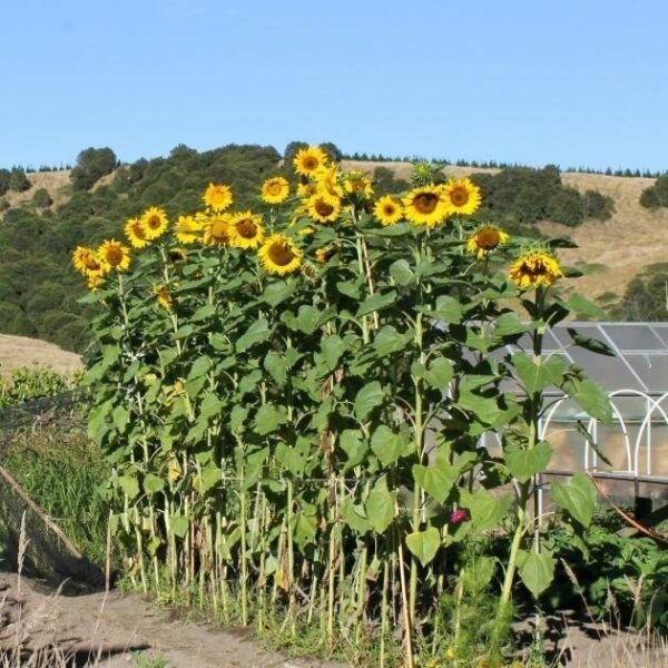 50 Mammoth Russian Sunflower Seeds Organic Giant Huge Annual Wildflower ...