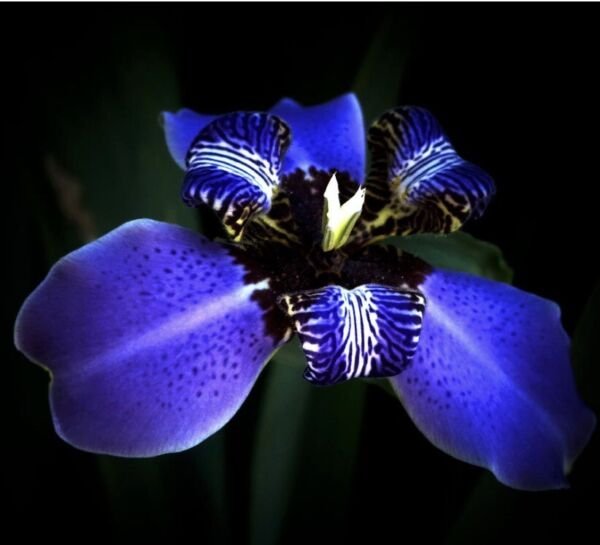 3 Iris Neomarica Caerulea Blue Giant Apostle’S Walking Plant 12 ” Tall ...