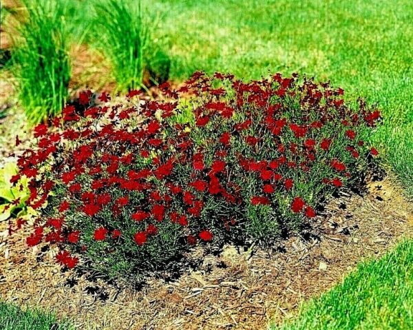 2000 Dwarf Red Plains Coreopsis Seeds Native Wildflower Drought Heat ...