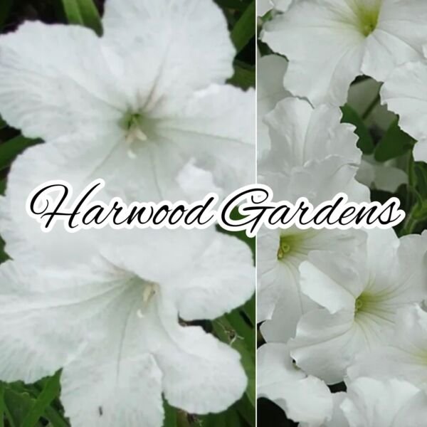 20 Cuttings 6 ” Tall Plant White Mexican Petunia Flower Tropical Easy ...