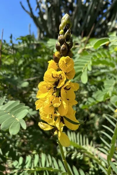 African Senna Candelabra Tree Senna Didymobotrya 20 Seeds 2023 Usa ...