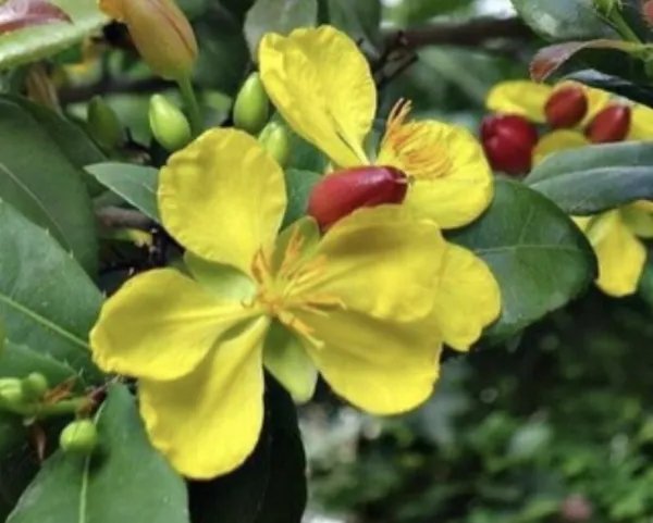 Ochna Serrulata Mickey Mouse Bush 20 Seeds 2023 Usa Garden Fresh