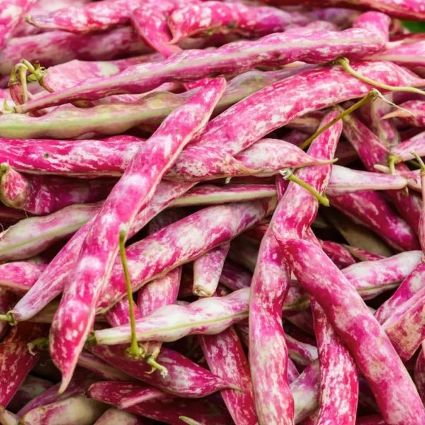 75 Bush Bean French Horticulture Seeds Non Gmo Harvest Great Taste ...