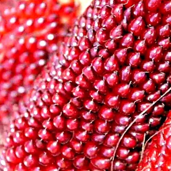 60+ Strawberry Rare Ruby Corn Seeds Red Autumn Sweet Heirloom Non Gmo ...