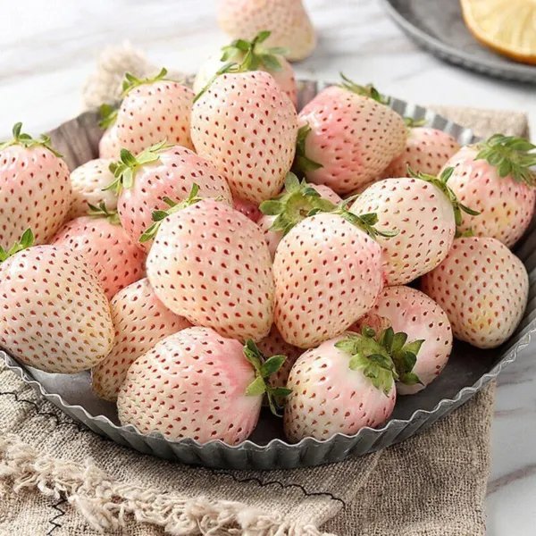 100+White Strawberry Seeds Pineberry Hula Berry Alpine Berry Container ...