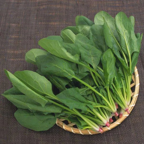 200+Seeds Big Round Leaf Spinach Giant Noble Spinach Persia Vegetable ...