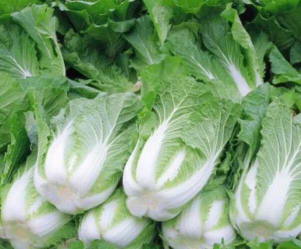200+ Chinese Cabbage Seeds Michihili Heading Cabbage(Brassica Rapa) Bok ...
