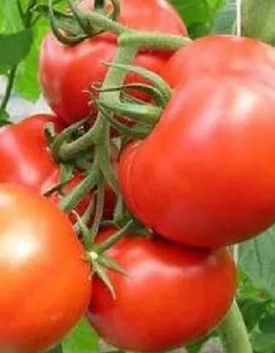 Tomato Rutgers Determinate 15+ Organic Seeds Non Gmo Open Pollinated ...
