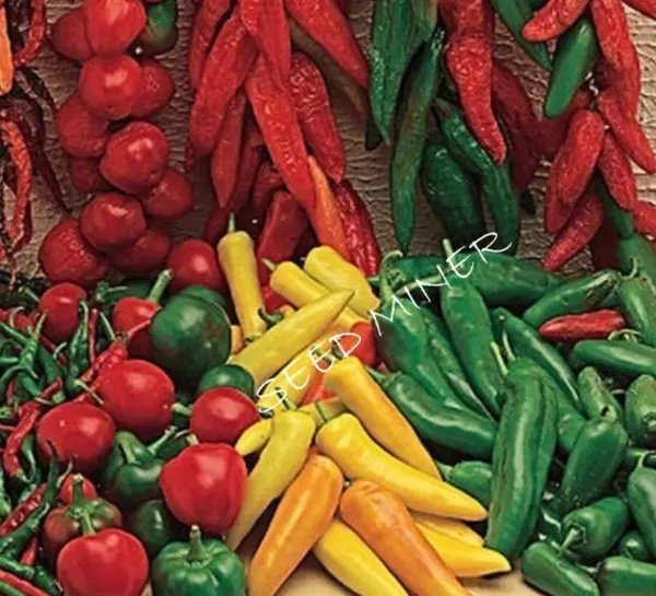 Pepper Hot Salsa Mix 30+ Organic Seeds Non Gmo Heirloom Usa Garden Fresh