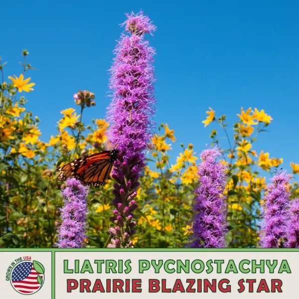 150 Prairie Blazing Star Seeds Liatris Pycnost Native Wildflower ...