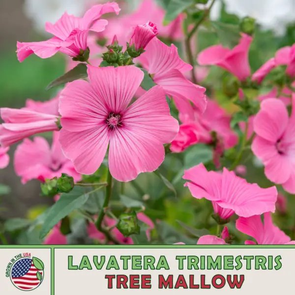 200 Tree Mallow Seeds Lavatera Trimestris Rose Mallow Pollinator ...