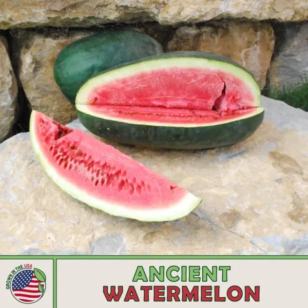 10 Ancient Watermelon Seeds Heirloom Non Gmo Genuine Usa Garden Fresh