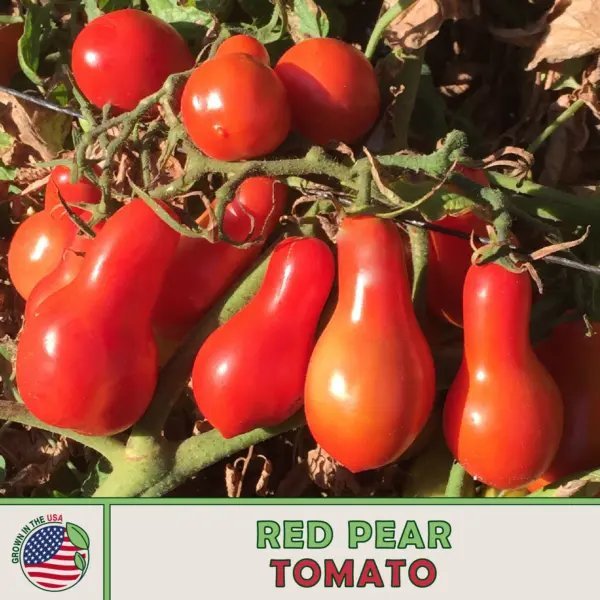 10 Red Pear Tomato Seeds Heirloom Open Pollinated Non Gmo Genuine Usa ...
