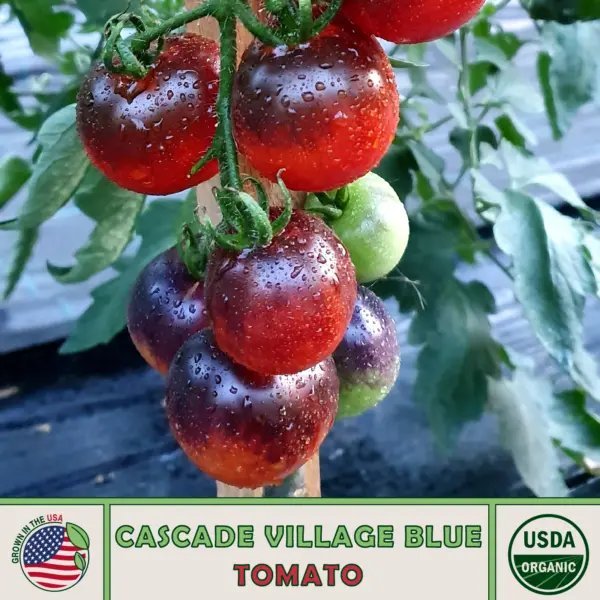 10 Cascade Village Blue Tomato Seeds Organic Non Gmo Genuine Usa Garden ...