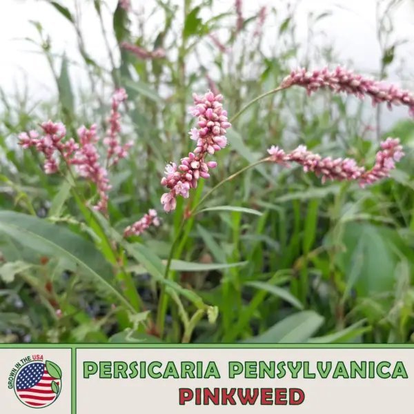 100 Pinkweed Seeds Persicaria Pensylvanica Pennsyvania Smartweed ...