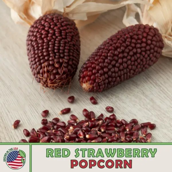 25 Red Strawberry Popcorn Seeds Sweet Heirloom Non Gmo Genuine Usa Rare ...