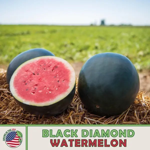 10 Black Diamond Watermelon Seeds Heirloom Non Gmo Genuine Usa Garden Fresh