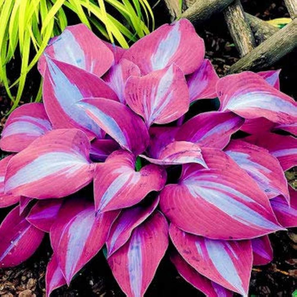 Hosta Flower Seeds Garden Perennials Ornamental Lily 150 seeds
