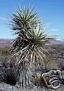 Yucca Glauca Rare Tree Form Plains Yucca Seeds Fresh Garden