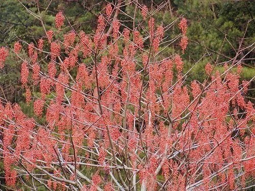 Idesia Polycarpa Igiri Tree Seeds Fresh Garden