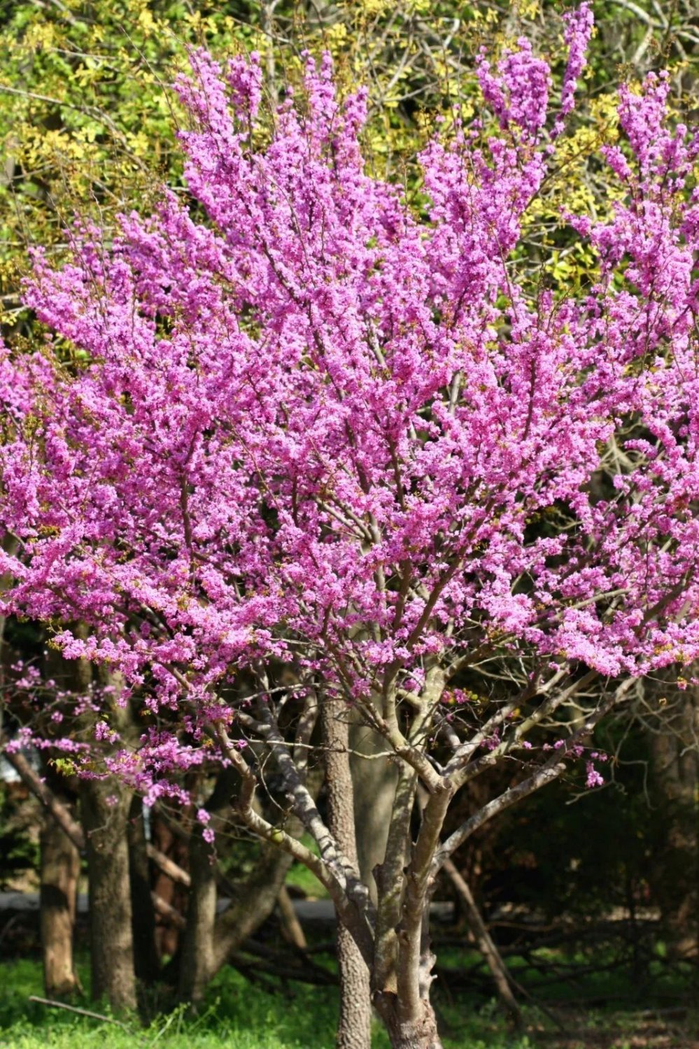 Cercis Canadensis Eastern Redbud Tree Seeds Fresh Garden