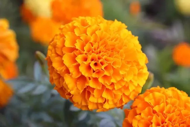 Marigold French Petite 100 Seeds Easy To Grow Non Gmo (Tagetes Patula ...
