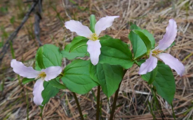 Trillium Ovatum Western White Trillium Seeds Fresh Garden