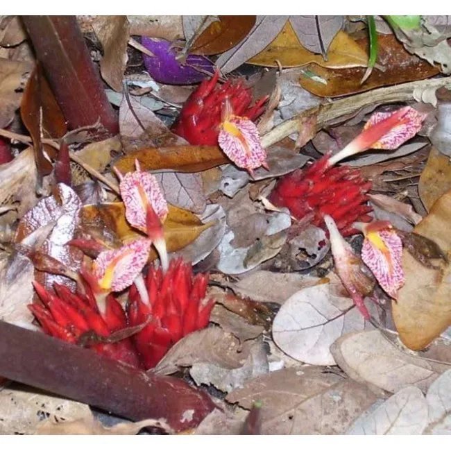 Zingiber Rubens Unusual Ginger Seeds Fresh Garden