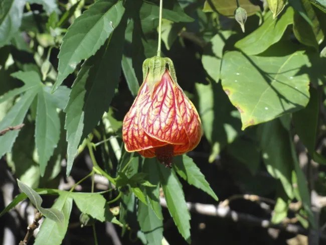 Abutilon Pictum Flowering Maple Seeds Fresh Garden