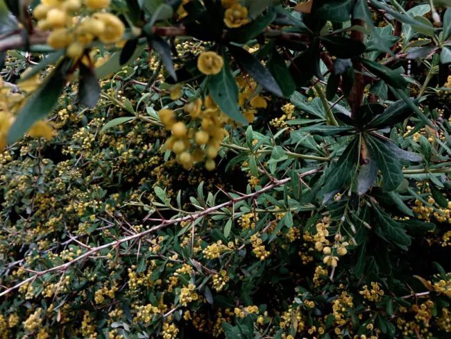 Berberis Aristata Himalayan Barberry Seeds Fresh Garden