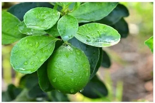 Citrus Aurantifolia Key Lime Tree Seeds Fresh Garden