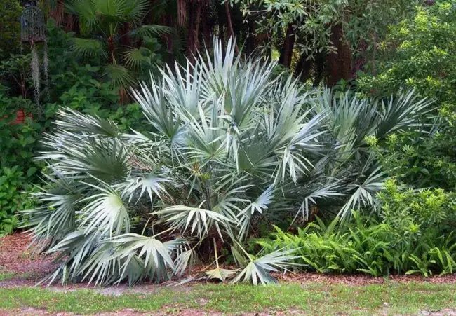 Serenoa Repens Silver Saw Palmetto Seeds Fresh Garden