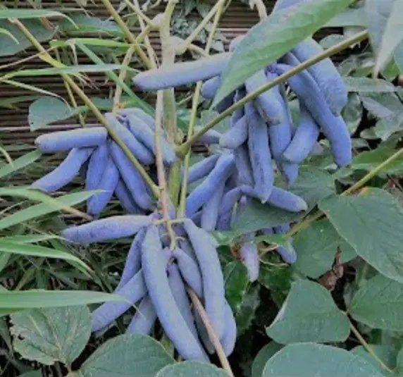 7 Blue Sausage Fruit Edible & Ornamental Decaisnea Fargesii Tree Shrub ...