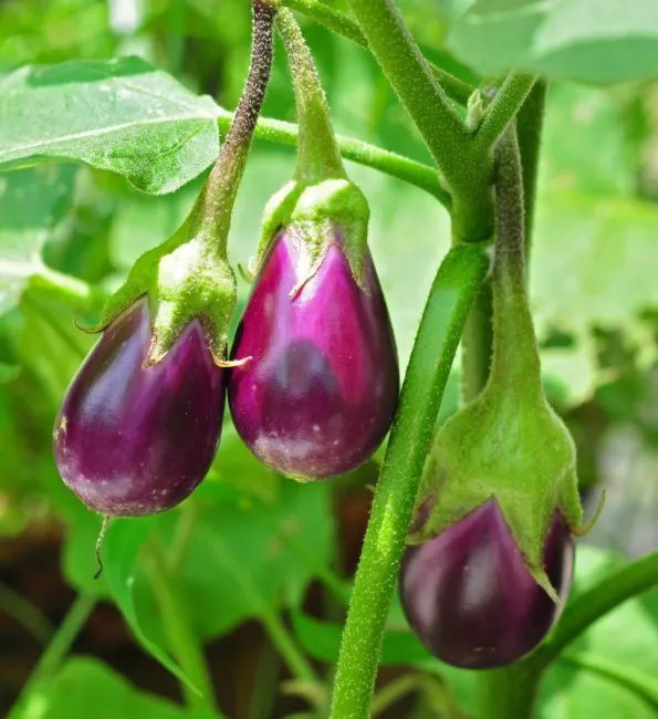 Indian Eggplant 200 Seeds Brinjal Ratna Small Baby Round Egg Fresh Garden