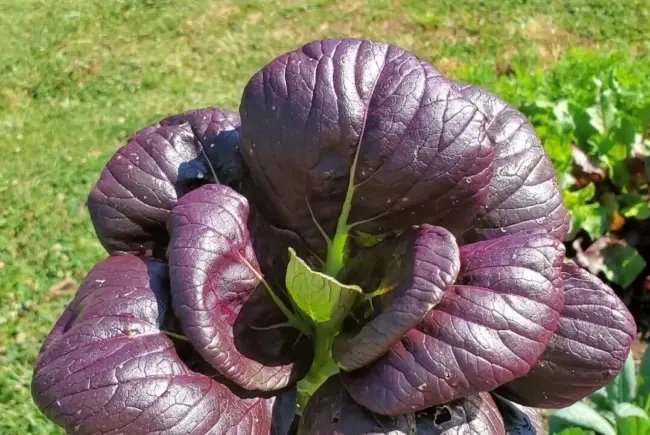 Purple Lady Bok Choy 500 Seeds Pak Choi Purple Leaves Green Stem Pok ...