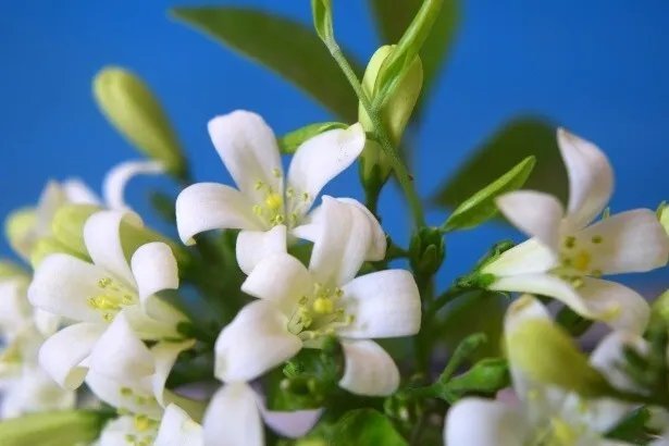 Orange Lakeview Jasmine Plant (Murraya Paniculata) Seeds 10+ Seeds ...