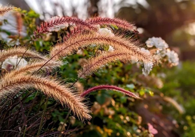 Red Jewel Millet Ornamental Grass (Setaria Italica) Seeds 50+ Seeds ...