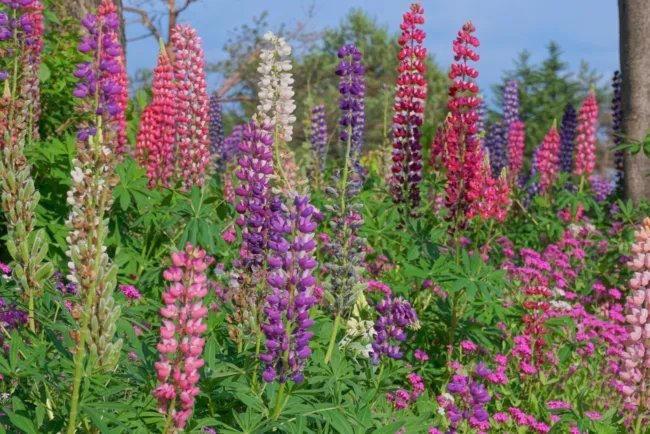 Lupine Flower (Lupinus Polyphyllus) Seeds 20+ Seeds Fresh Garden