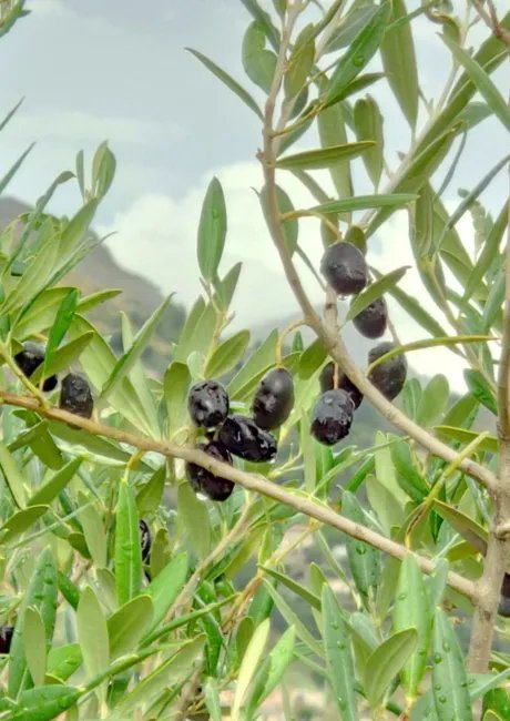 10 Canino Olive Tree Olea Europaea Canino Edible European Seeds Fresh ...
